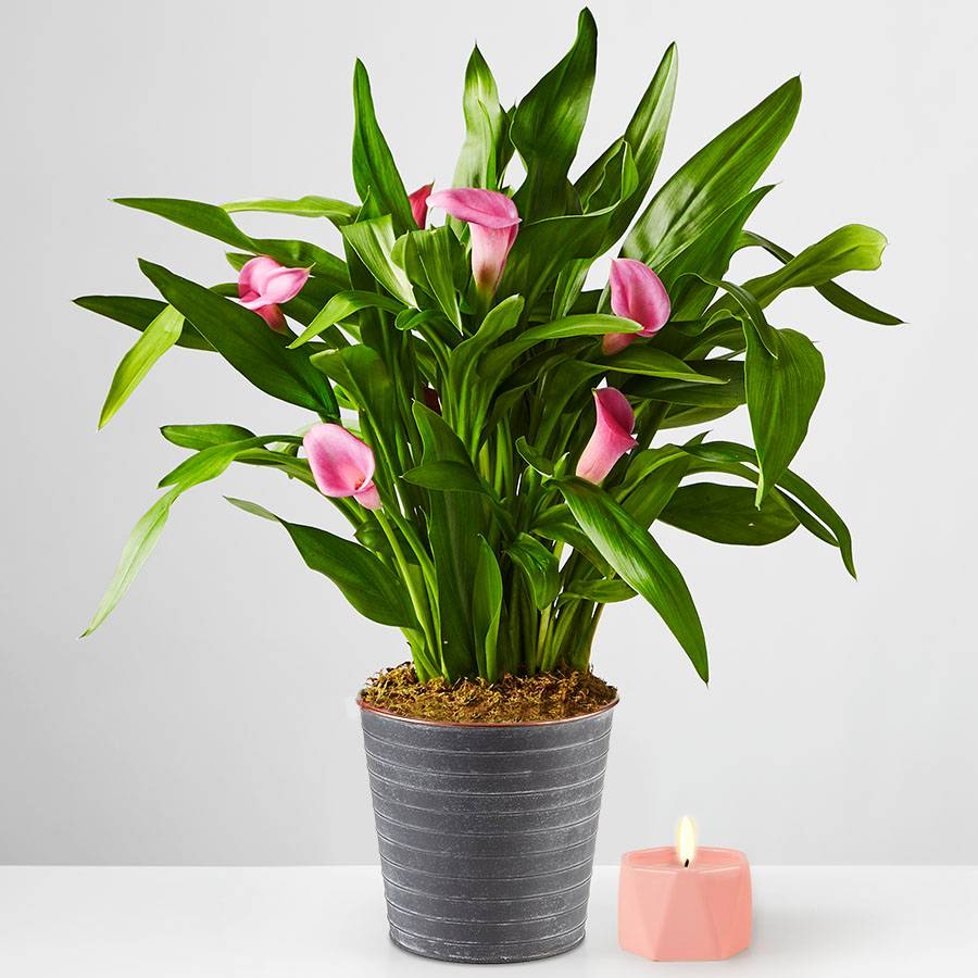 Pink Calla Blooming Plant | plants.com